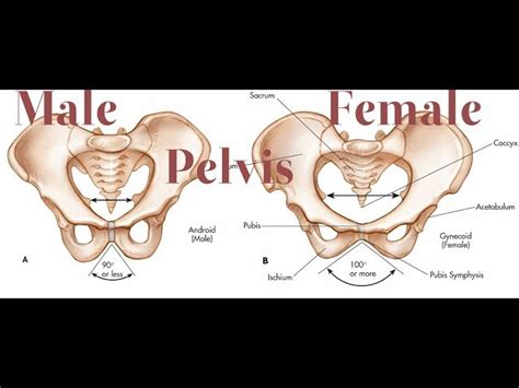 Male And Female Pelvis Comparison