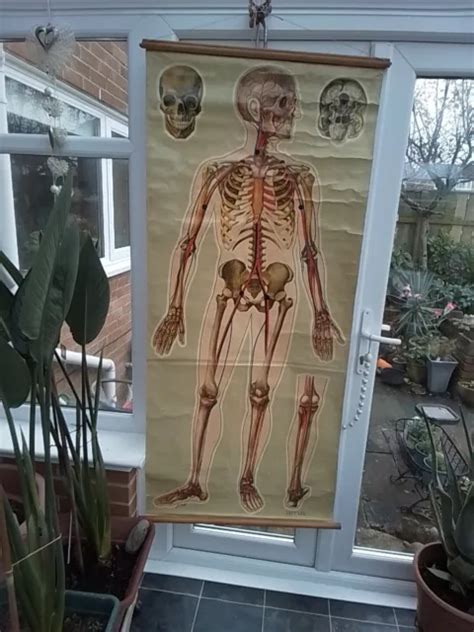 VINTAGE HUMAN ANATOMY Body Wall Chart Anatomical Man Poster J Teck