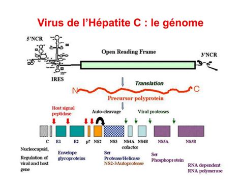 PPT Les hépatites détiologie virale PowerPoint Presentation free