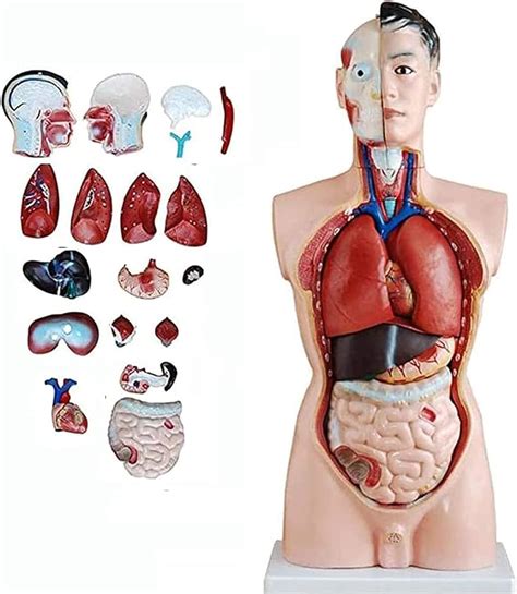 28cm Human Torso Model Removable Organ Model Internal 51 OFF