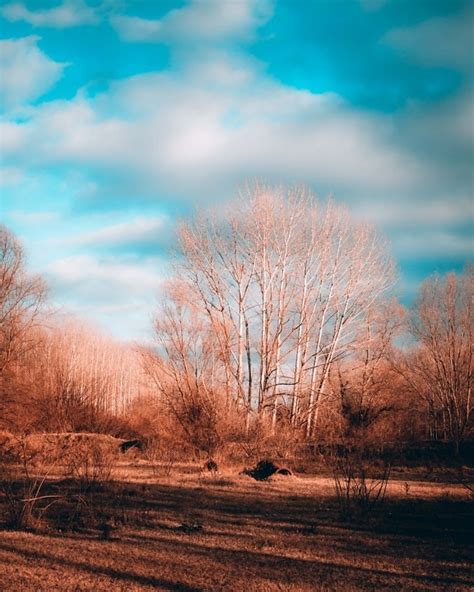Image Libre Peuplier Automne For T Chemin Forestier Sentier De La