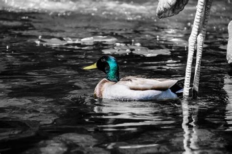 El Pato Nadando En El Lago Foto Premium