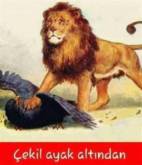Galatasaray Aslan Kartal Aya N N Alt Nda Ezerken Foto Raf Ndir