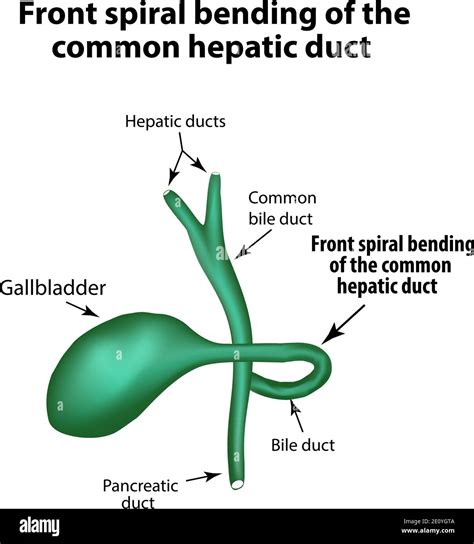Gall Bladder Structure