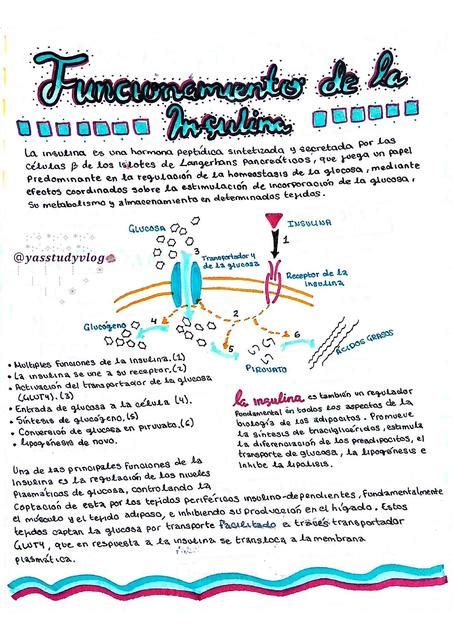 Funcionamiento De La Insulina Yasstudyvlog UDocz