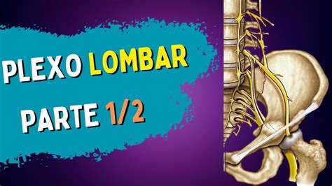 Plexo Lombar Lombossacral Parte Youtube