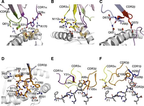 the shaping of t cell receptor recognition by self tolerance immunity
