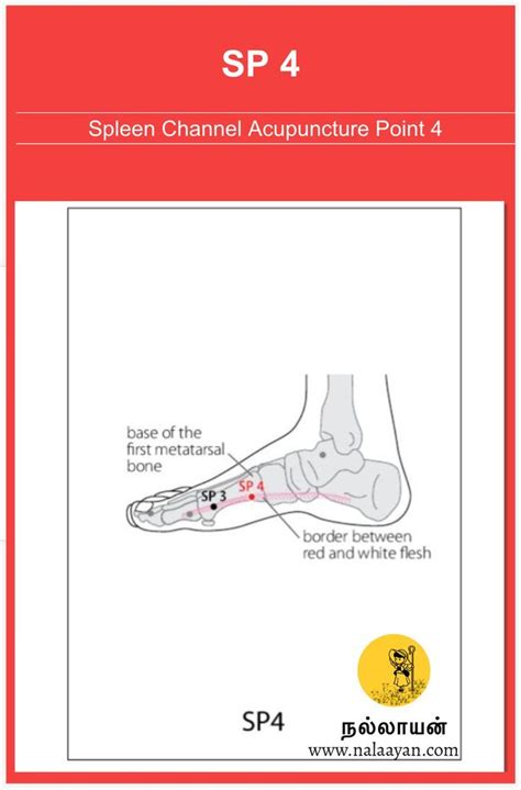 Spleen Meridian Acupuncture Point 4 Acupuncture Points Acupressure