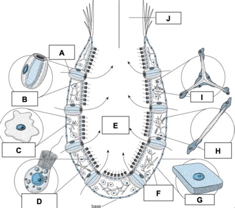 Porifera Diagram Flashcards Quizlet