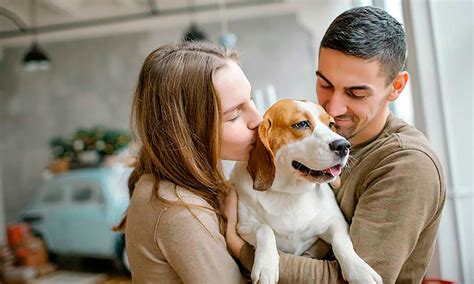 Qué es el Pedigree de un Perro Para qué Sirve y más