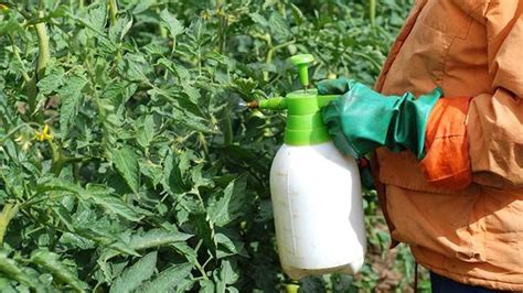 Azufre para plantas qué es para qué sirve y cómo usarlo