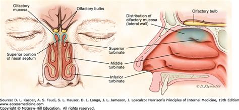 Parts Of Nose And Its Function