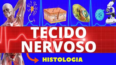 Tecido Nervoso Ensino Superior Histologia Sistema Nervoso