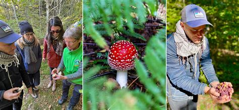 Conseils pour une sortie champignons réussie CoAventure