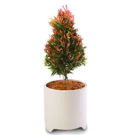 Bibit Tanaman Hias Pucuk Merah 20 Cm Lazada Indonesia
