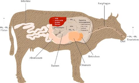 Ruminant Digestion Process Note Gastrointestinal Tract Of Ruminants