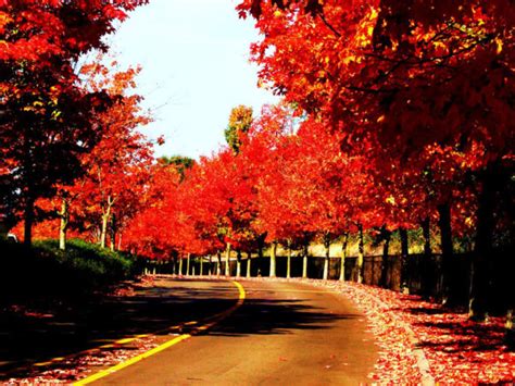 Where To Find The Best Fall Foliage In Seattle 2024 The Emerald Palate