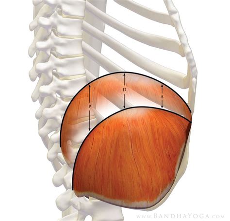 Diaphragmatic Belly Breathing Belly Breathing Breathe Deep