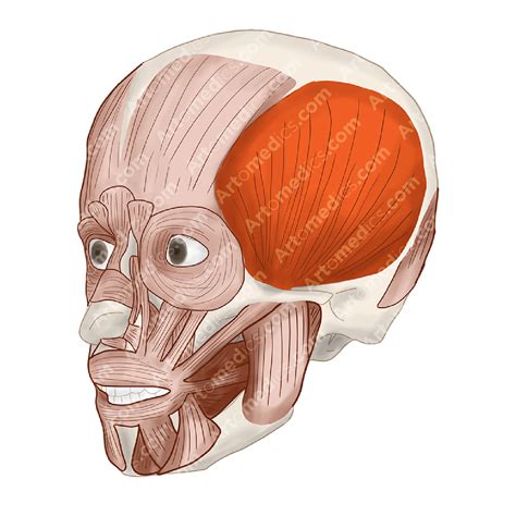 Temporalis Muscle A Powerful Chewing Muscle Artomedics Studio