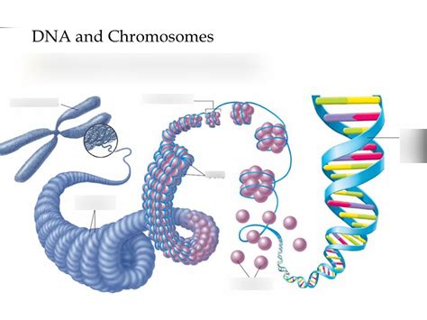 DNA And Chromosomes Diagram Quizlet
