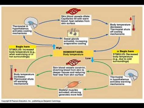 Thermoregulation Wmv Youtube
