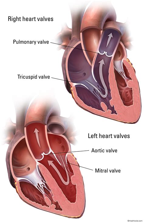 Heart Valves Medmovie