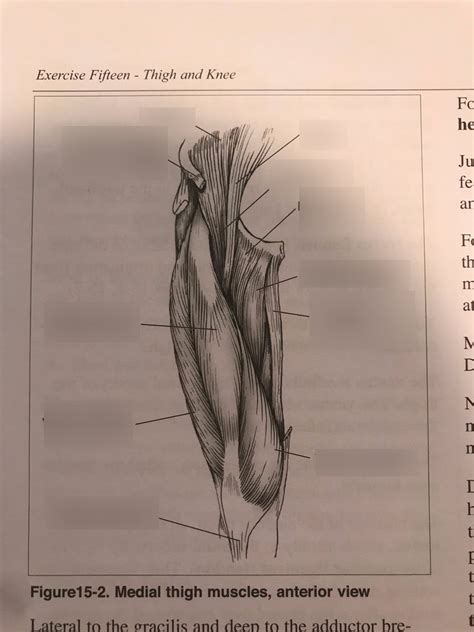 Medial Thigh Muscles Anterior View Diagram Quizlet