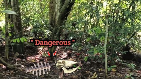 Harus Waspada Kalau Mancing Nemu Spot Seperti Ini Di Tengah Hutan