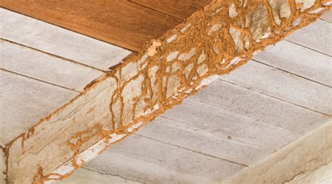 How To Get Rid Of Termites The Ultimate Guide To DIY Termite Treatment