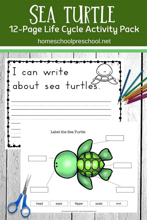 Life Cycle Of A Turtle Printable