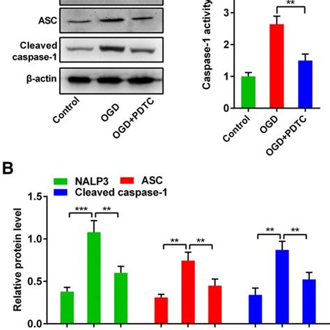 Inhibition of NF κB suppresses OGD R induced NLRP3 inflammasome