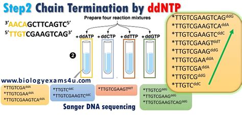Sanger Dna Sequencing Principle Steps Explained