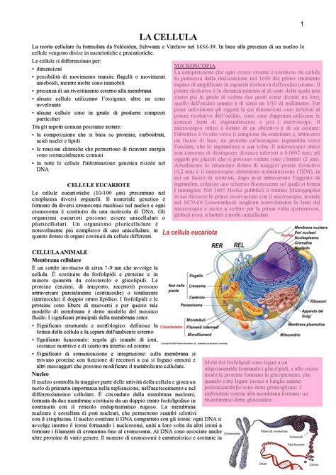 SOLUTION La Cellula Eucariote E Procariote E I Trasporti Studypool