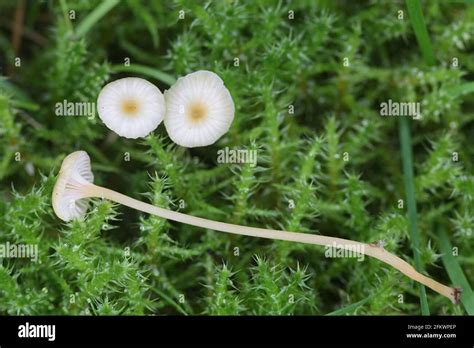 Mycena Fibula Hi Res Stock Photography And Images Alamy