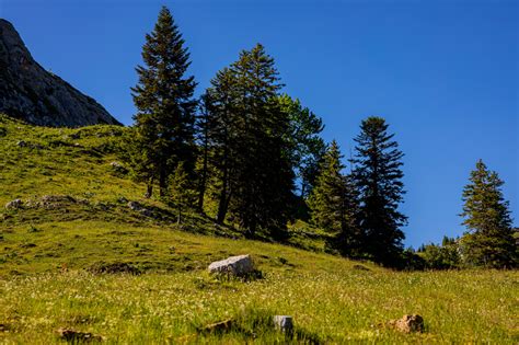 Wallpaper Photography Outdoors Nature Greenery Landscape Plants