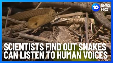 Snakes Have Ability To Hear Human Voices 10 News First YouTube