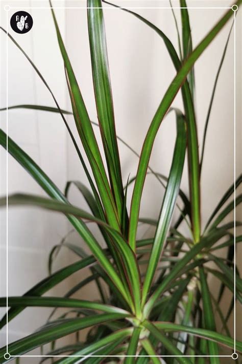 Dracaena Marginata Dragon Tree Plant Care Guide Apartment Buds