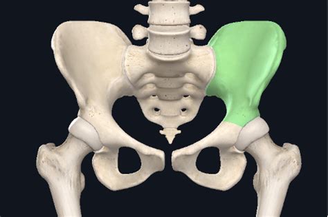 Bony Pelvis And Pelvic Floor Flashcards Quizlet