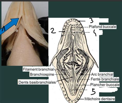 Perchaude Anatomie Externe Flashcards Quizlet