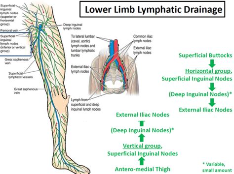 Lymphatics Lower Limb Flashcards Quizlet
