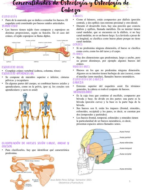 SOLUTION Generalidades de osteología osteología de cabeza Studypool