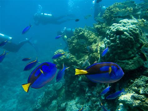 Pez cirujano azul Características hábitat y qué come