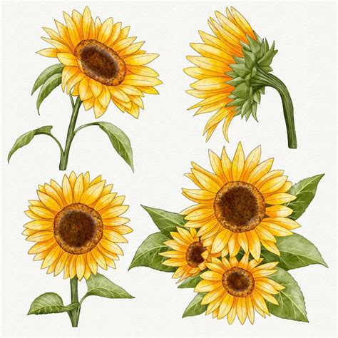 Colección girasoles acuarela pintados a mano Vector Gratis