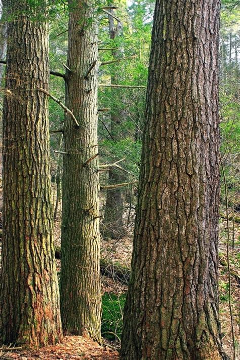 Imagen gratis madera hoja naturaleza paisaje árbol helecho musgo