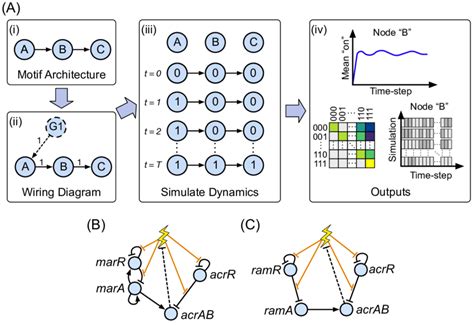 boolean network modelling of gene regulatory network architectures download scientific diagram