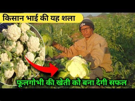 Phool Gobhi Ki Kheti Kaise