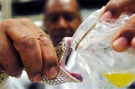 Veneno de serpiente para hacer antibióticos estudio de la UPF