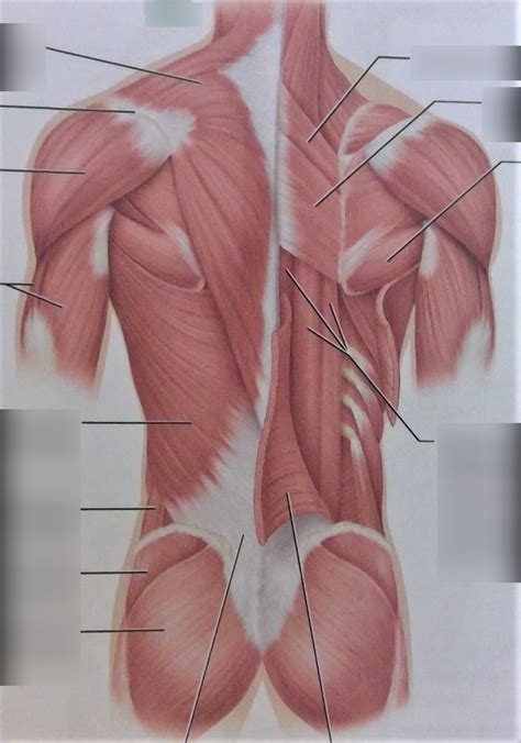 Lab Muscles Of The Trunk Posterior View Diagram Quizlet