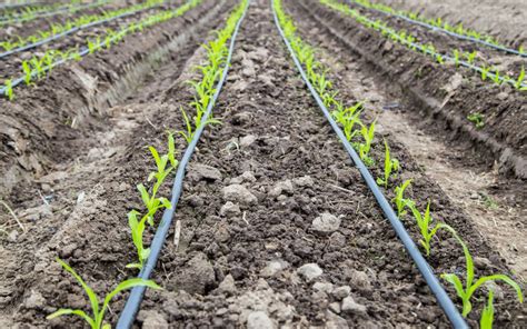 A irrigação na agricultura conheça os benefícios AgroPós