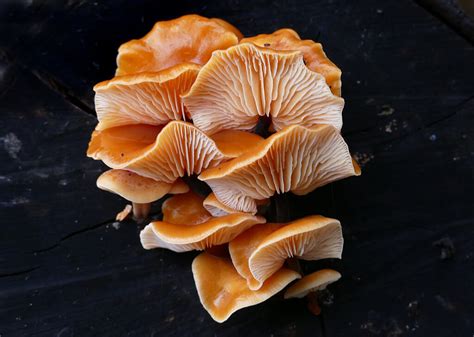 32 Weird Wonderful Fungi Mushroom Pictures The Photo Argus
